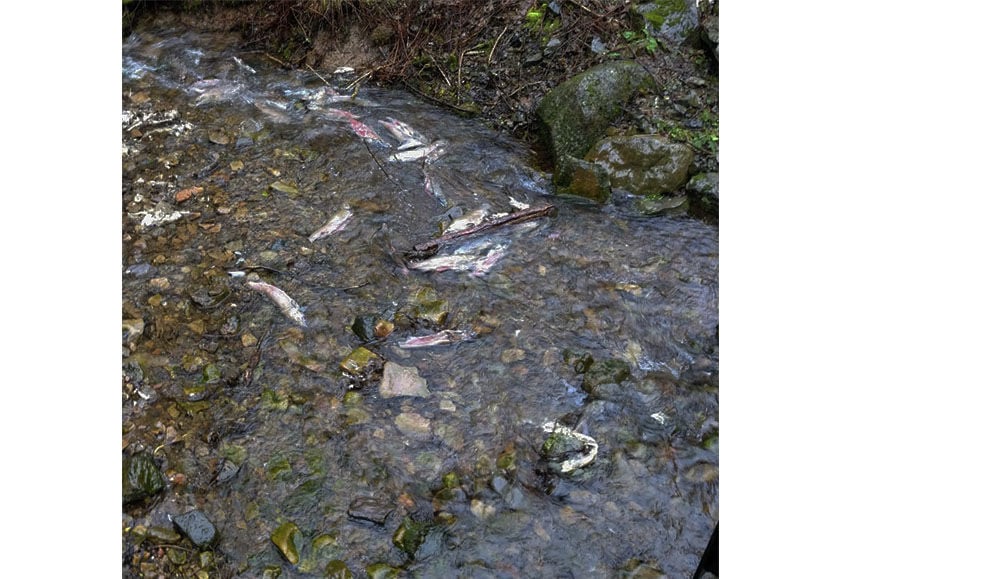 Planting of fish carcasses brings nutrients to upper Washougal River ...