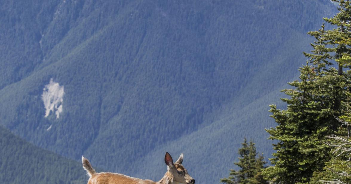 Hurricane Ridge reopens to Olympic National Park visitors. Here's what ...