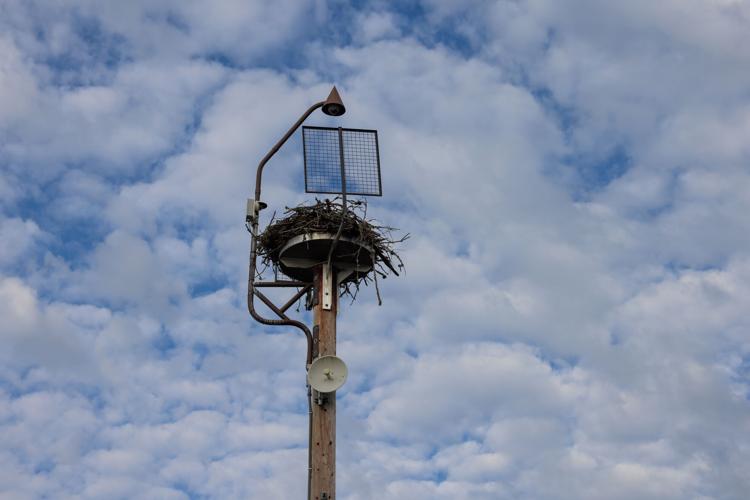 Beloved Cowlitz PUD ospreys celebrate successful fledgling
