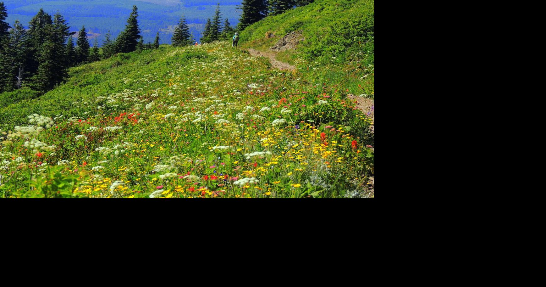 Public comment sought for Silver Star scenic area vision plan