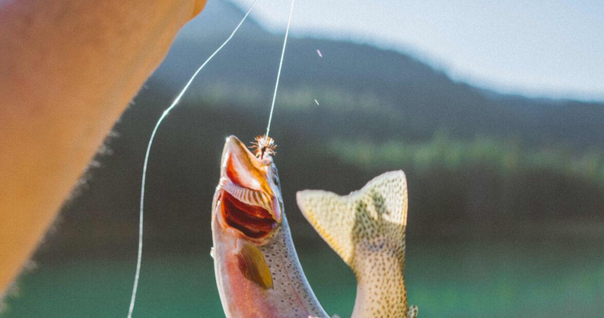 Lewis River, Merwin, Yale lakes are best bets for fishing