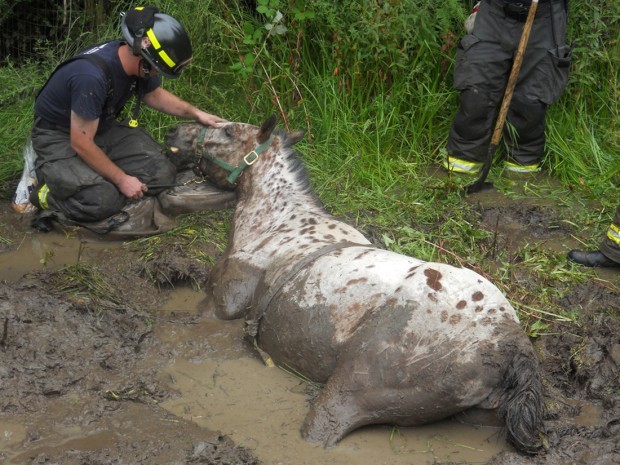 Horse rescued from mud hole in North Kelso