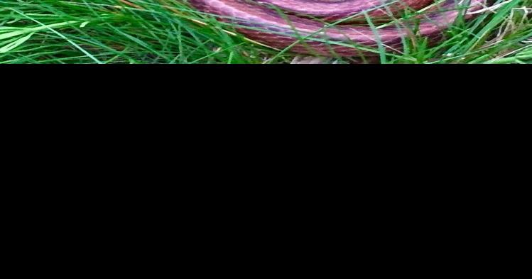 Four-foot corn snake found at Lake Sacajawea