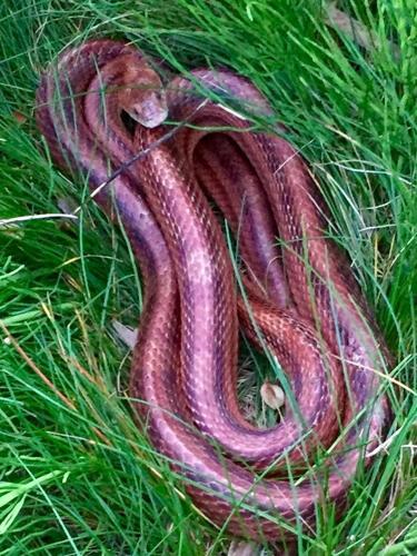 Four-foot corn snake found at Lake Sacajawea