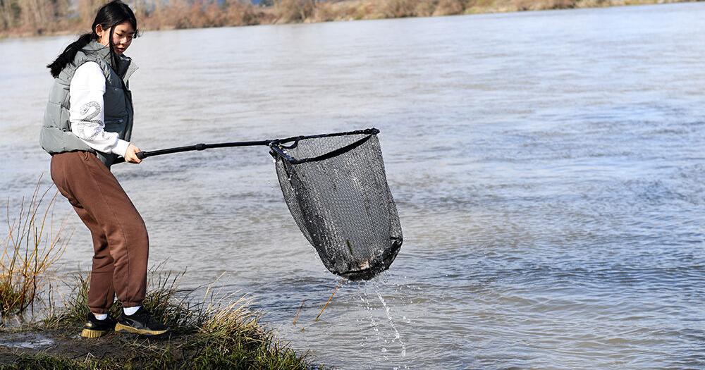Smelt dippers drop their nets along the Cowlitz River Saturday
