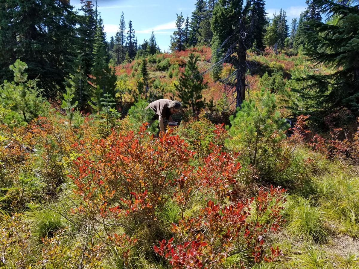 Sawtooth Berry Fields offer late-season treats for huckleberry hunters ...