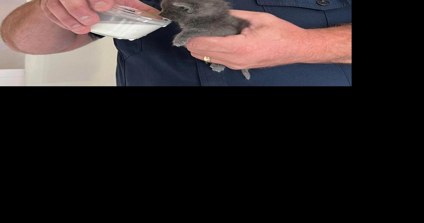 Kelso construction workers find kittens behind drywall