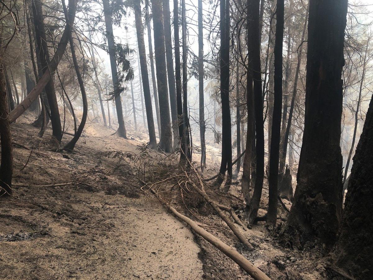 One year after fire, Trapper Creek Wilderness reopening, regrowing