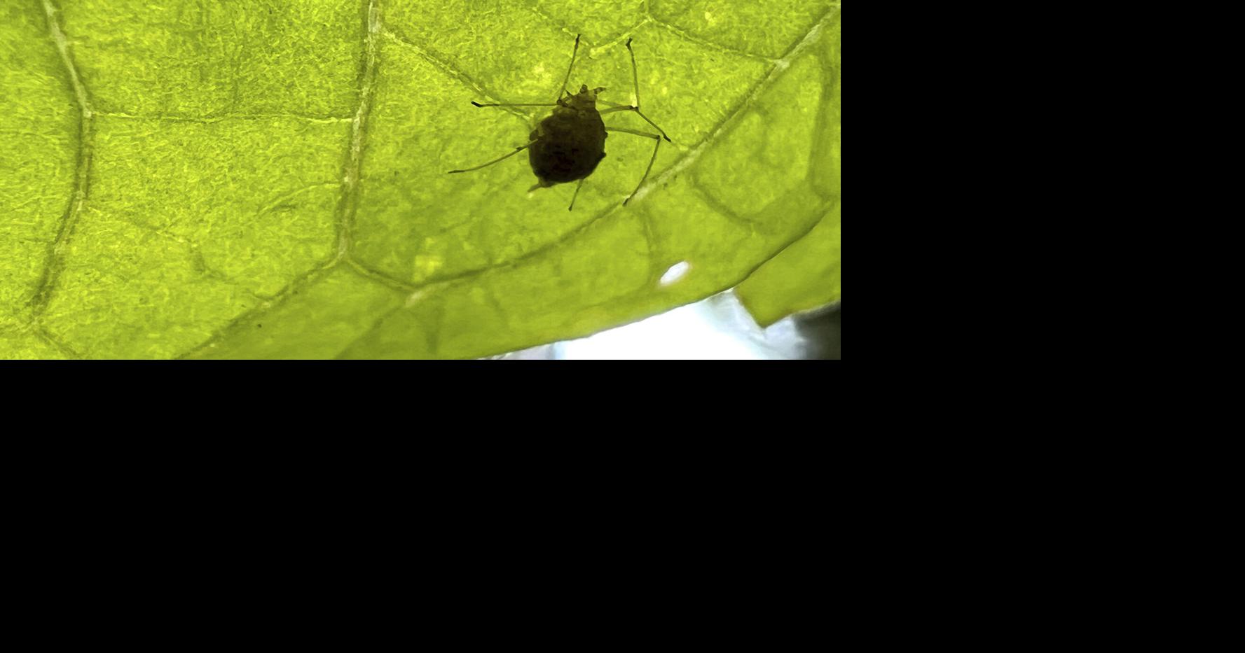 How to deal with pesky garden pests in SW WA