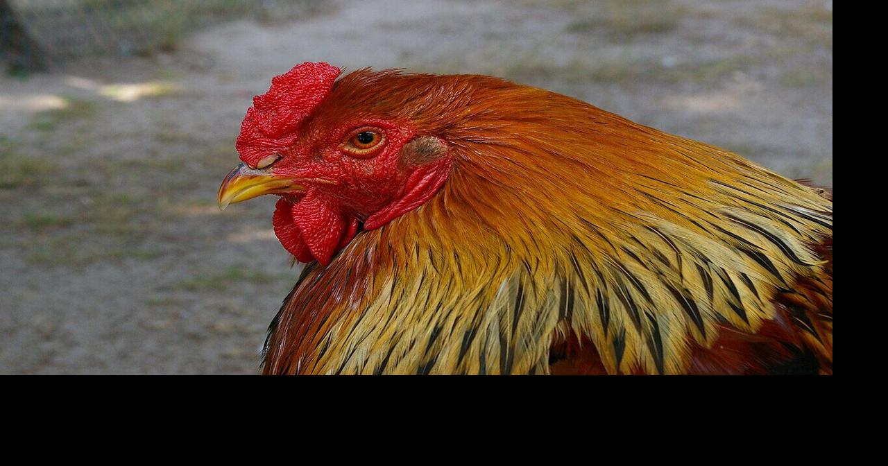 Over 500 chickens bred for animal fighting found near Yelm, Sheriff's ...