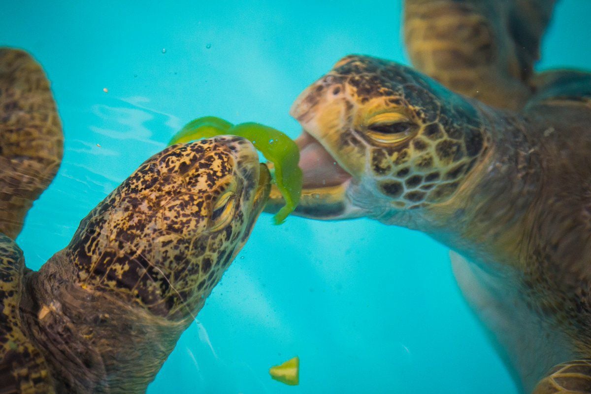 It's checkup time for sea turtles at Point Defiance Zoo