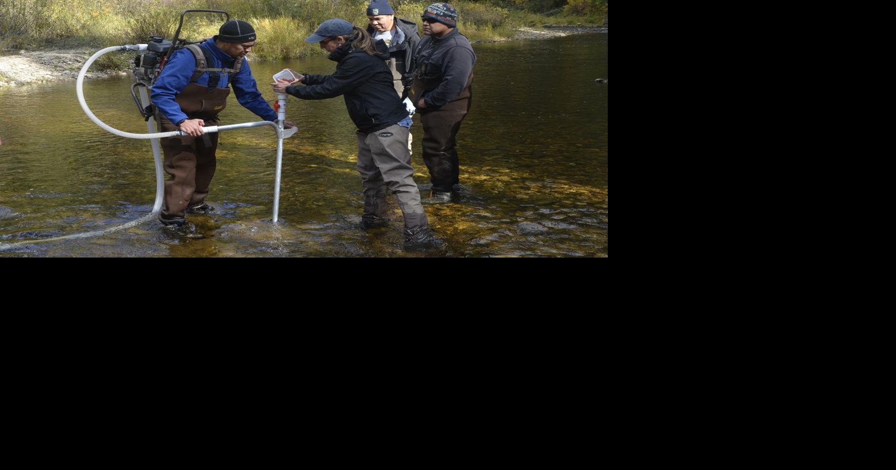 Tribe seeds streams with chinook redds