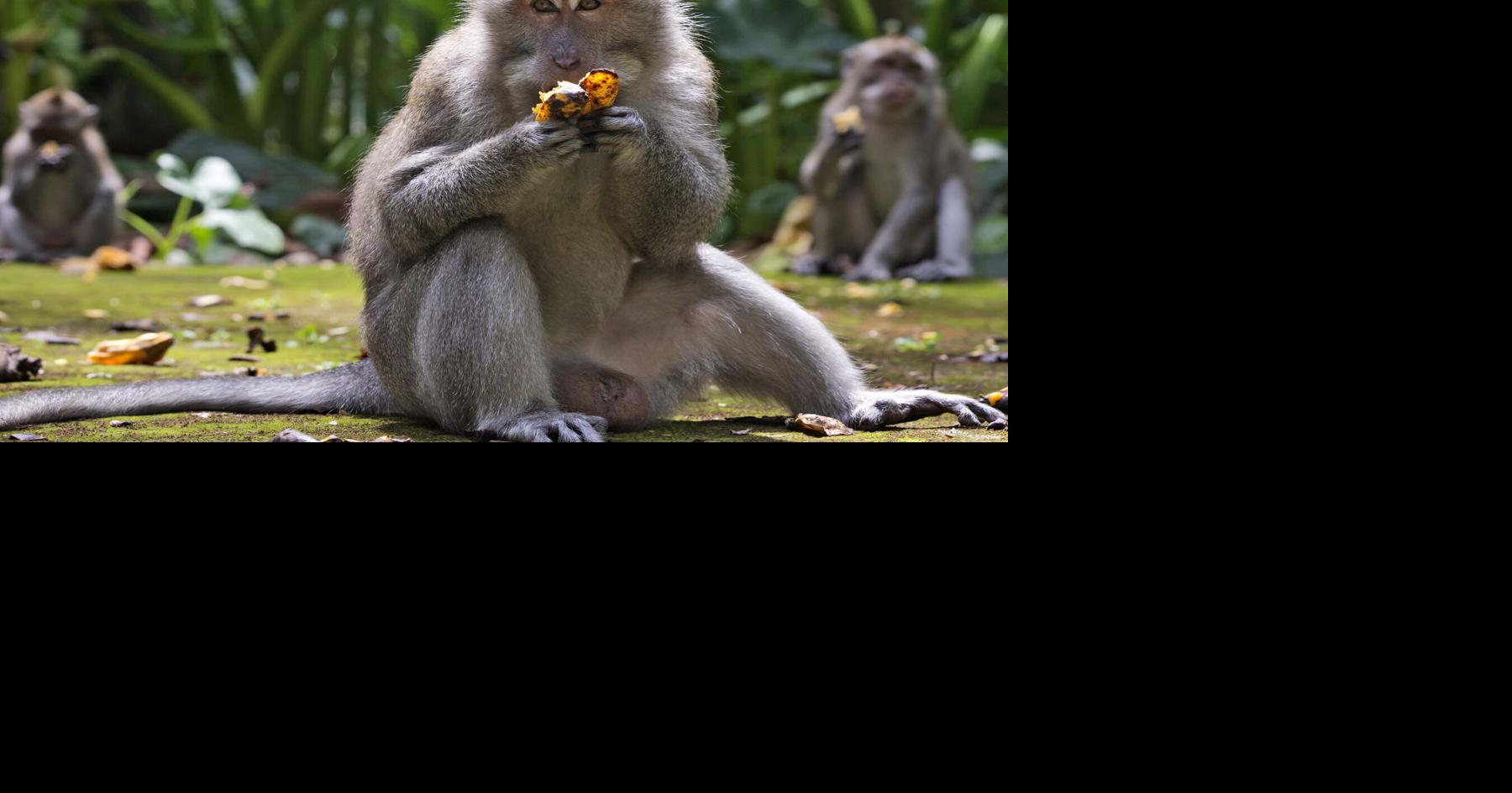 Monkeys being tortured, mutilated in videos leads to charges against ...