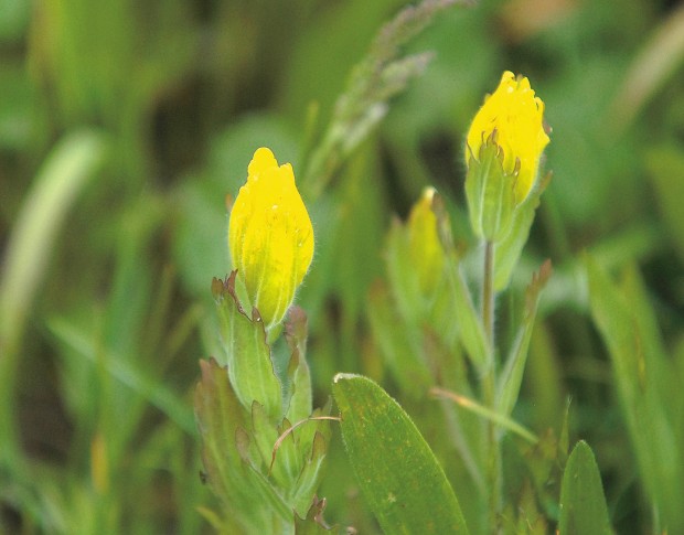 Golden paintbrush returns