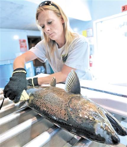 Recycled salmon give Rogue anglers a second chance