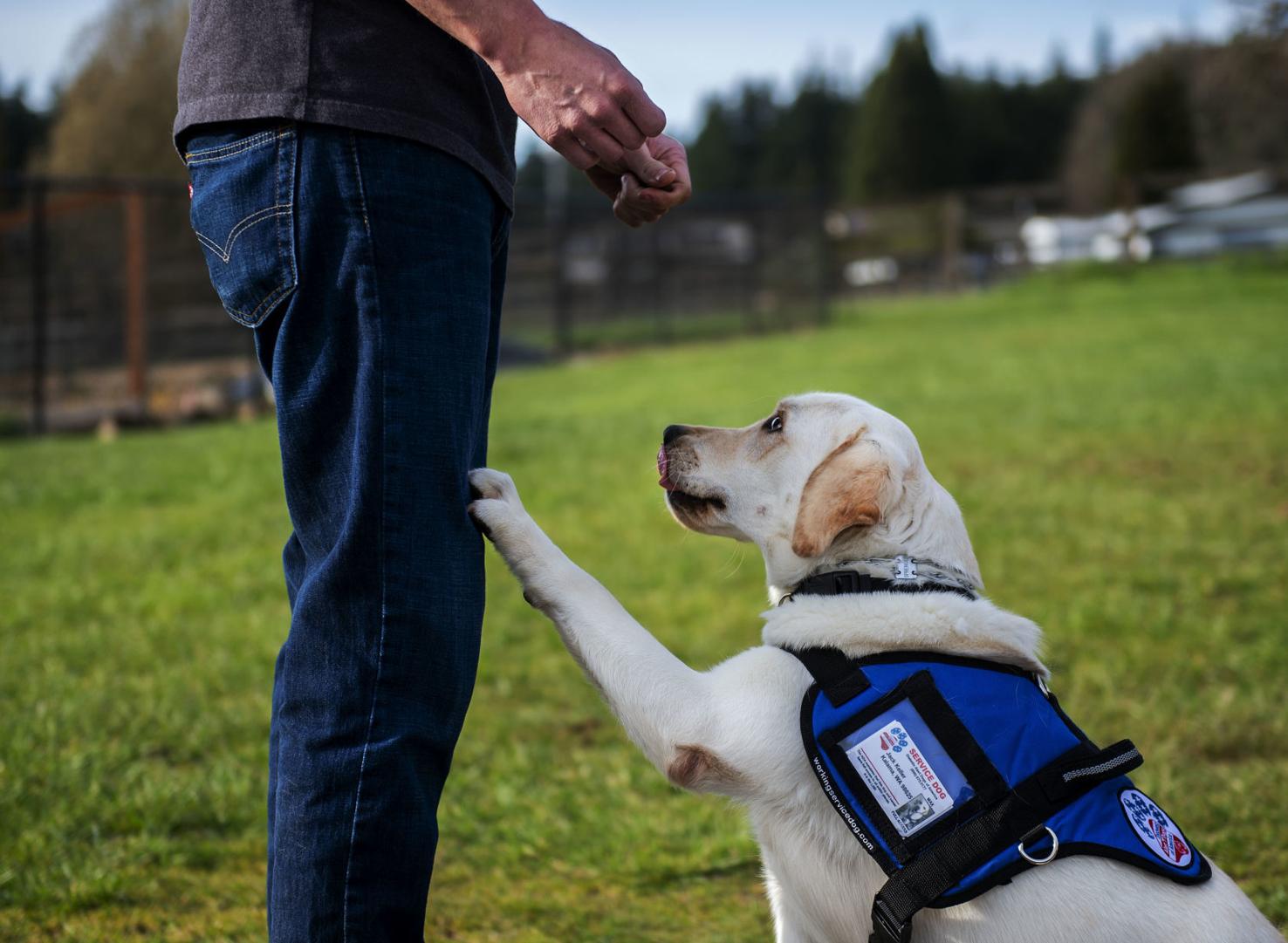Community steps up to get Kalama toddler diabetic alert dog