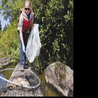 Yellow carp die-off takes the shine off Silver Lake