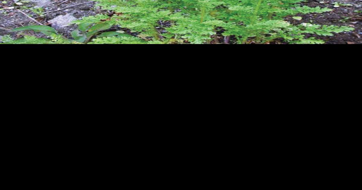 Free noxious weed disposal Saturday in Castle Rock