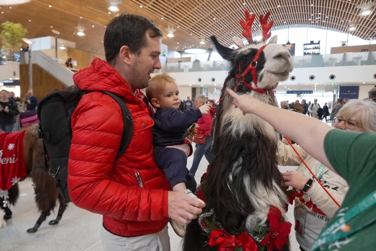 ‘They make it better’: Portland airport welcomes therapy llamas to ease ...