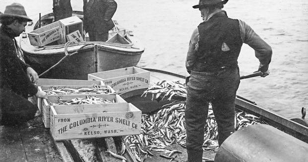 The rise and fall of smelt runs