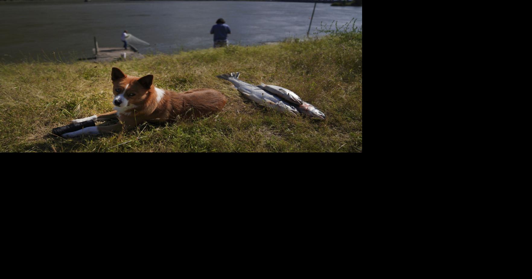Trump pulls out of $1B Biden-brokered Columbia River salmon restoration ...