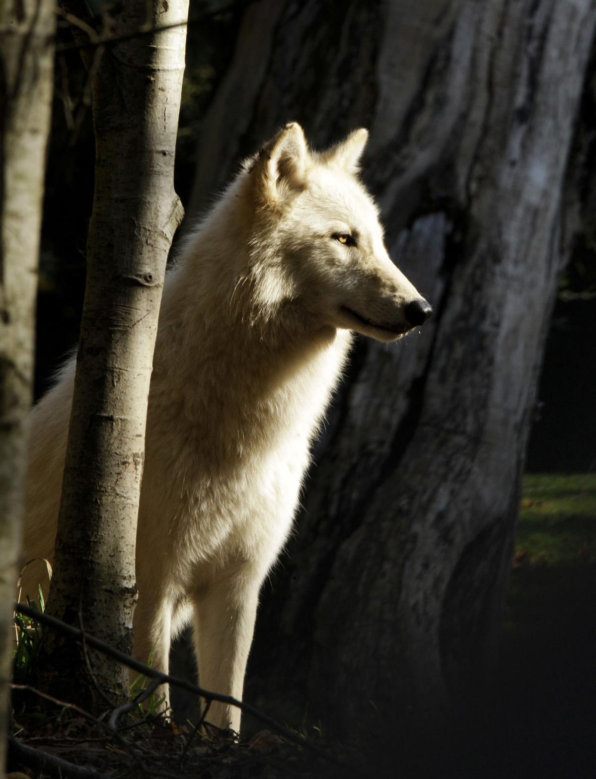 Washington wolves may not bring economic boost | Lifestyles | tdn.com