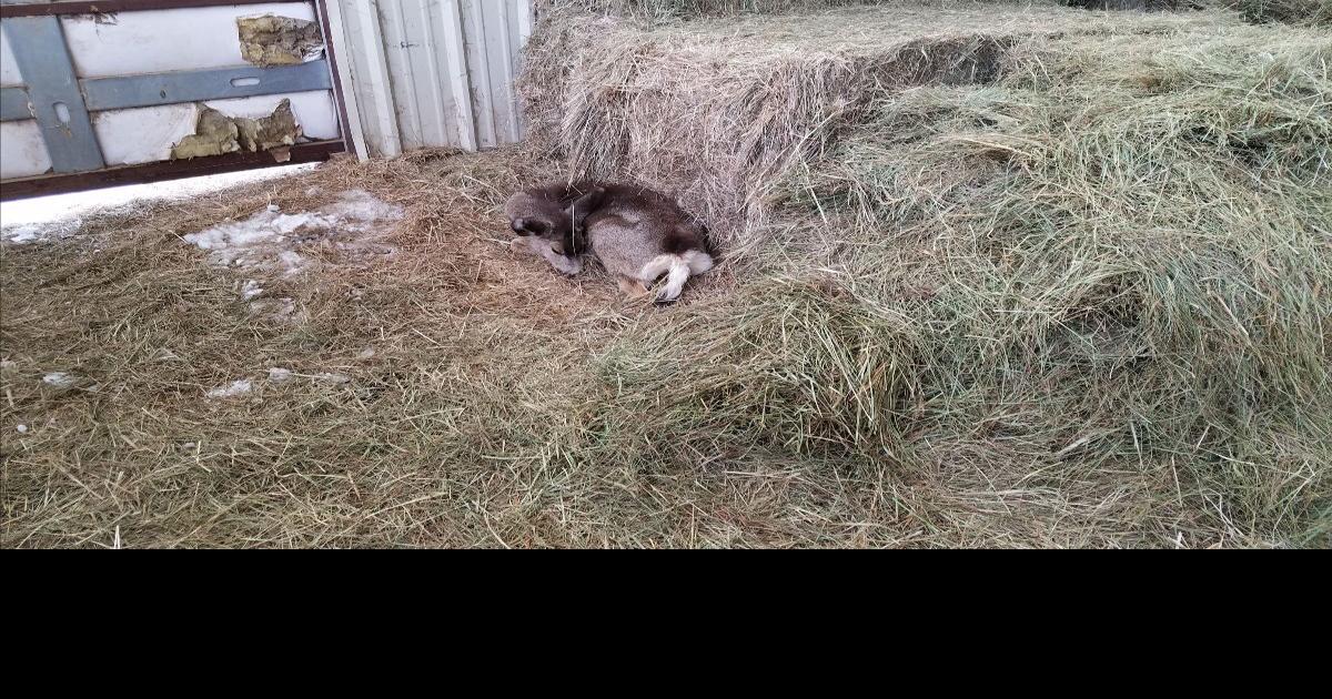 Welcome to winter: a ‘tougher time’ for animals | News | telluridenews.com