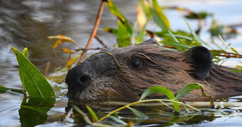 Human-beaver conflict discussed at MV town council meeting | News ...