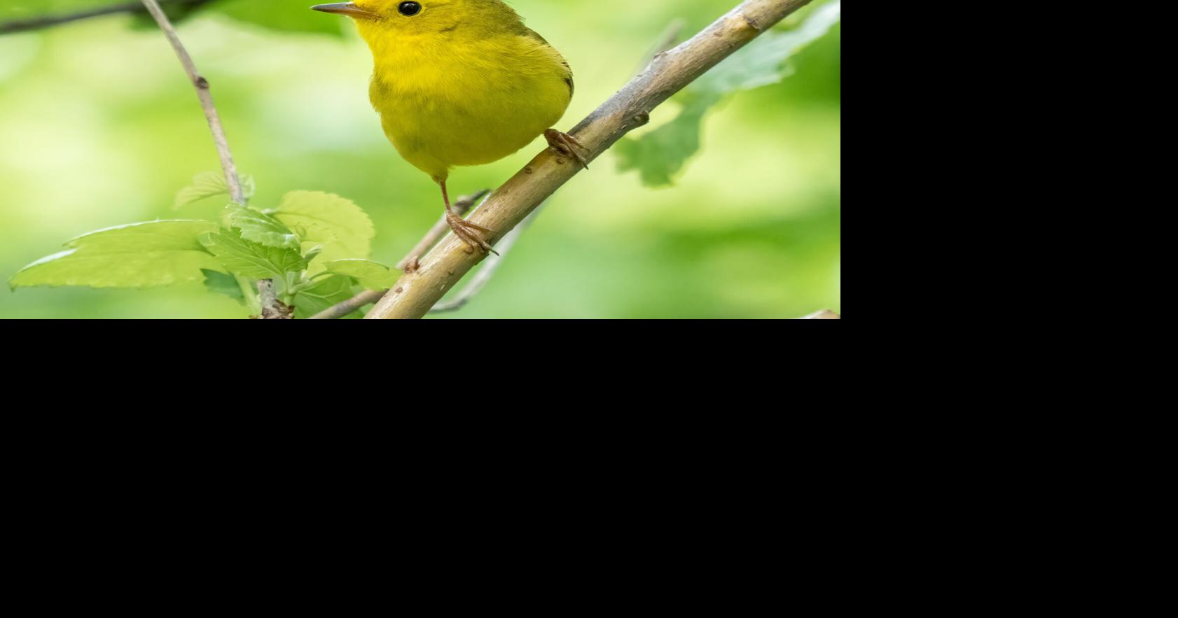 The migrants' return: Tracking and banding the brilliant birds of ...