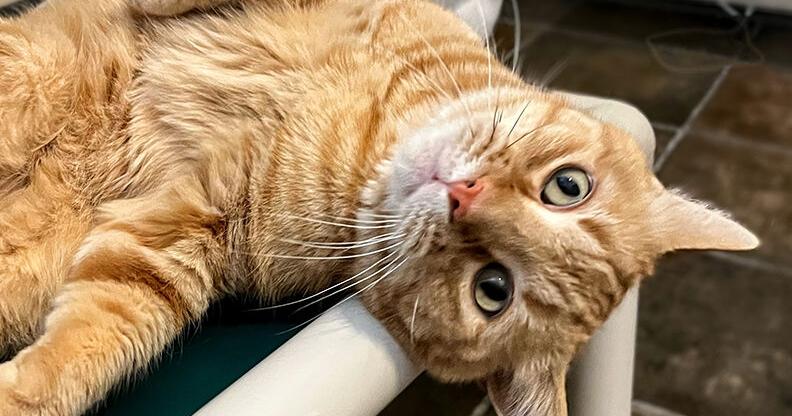 Can cats eat people food? | News Release | telluridenews.com