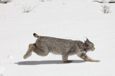 lynx cat running