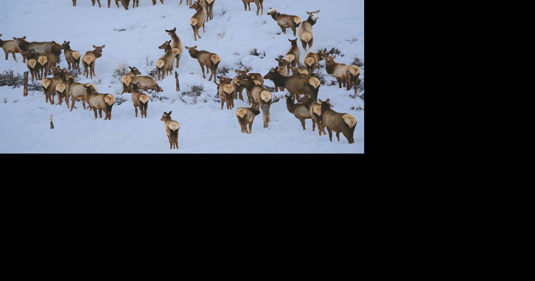 As animals seek refuge, 'Give them some space' | News | telluridenews.com