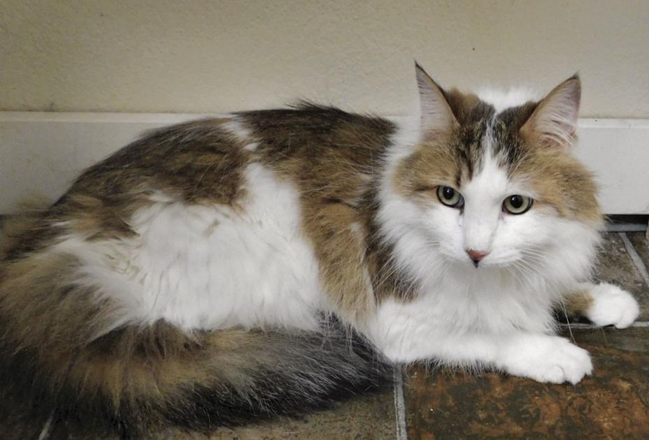 Cat mohawk? | Opinion | telluridenews.com