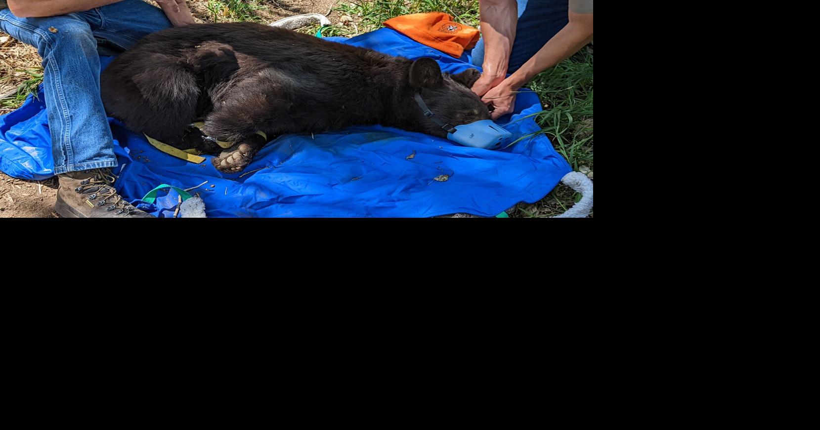 Bear break-ins | News | telluridenews.com