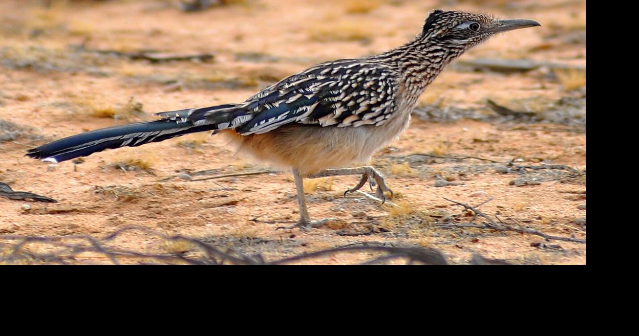 desert cities roadrunner