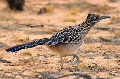 desert roadrunner