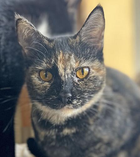 how to color cat eyes