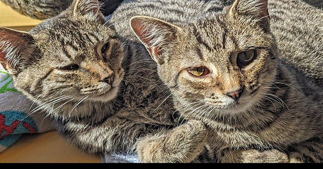 Second Chance Humane Society | | telluridenews.com