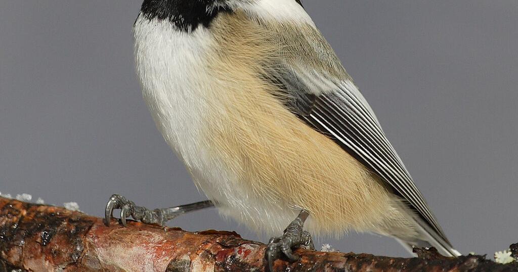 ‘Coming together for the love of birds’ | News | telluridenews.com