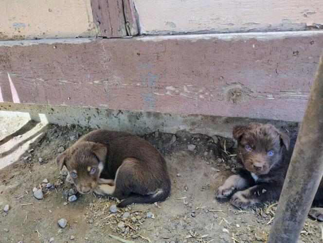 navajo nation animal shelter adoption