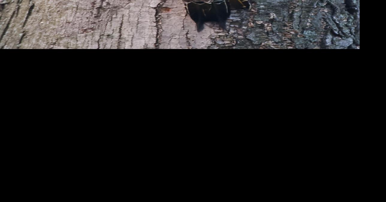 Time again to count birds | News | telluridenews.com