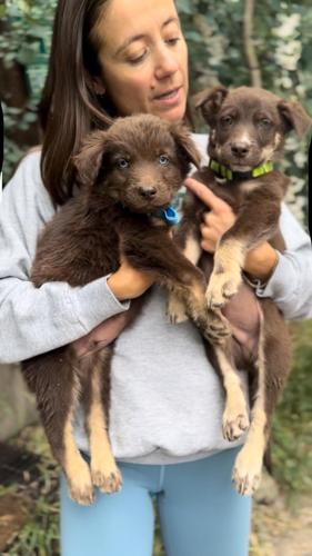 navajo nation animal shelter adoption