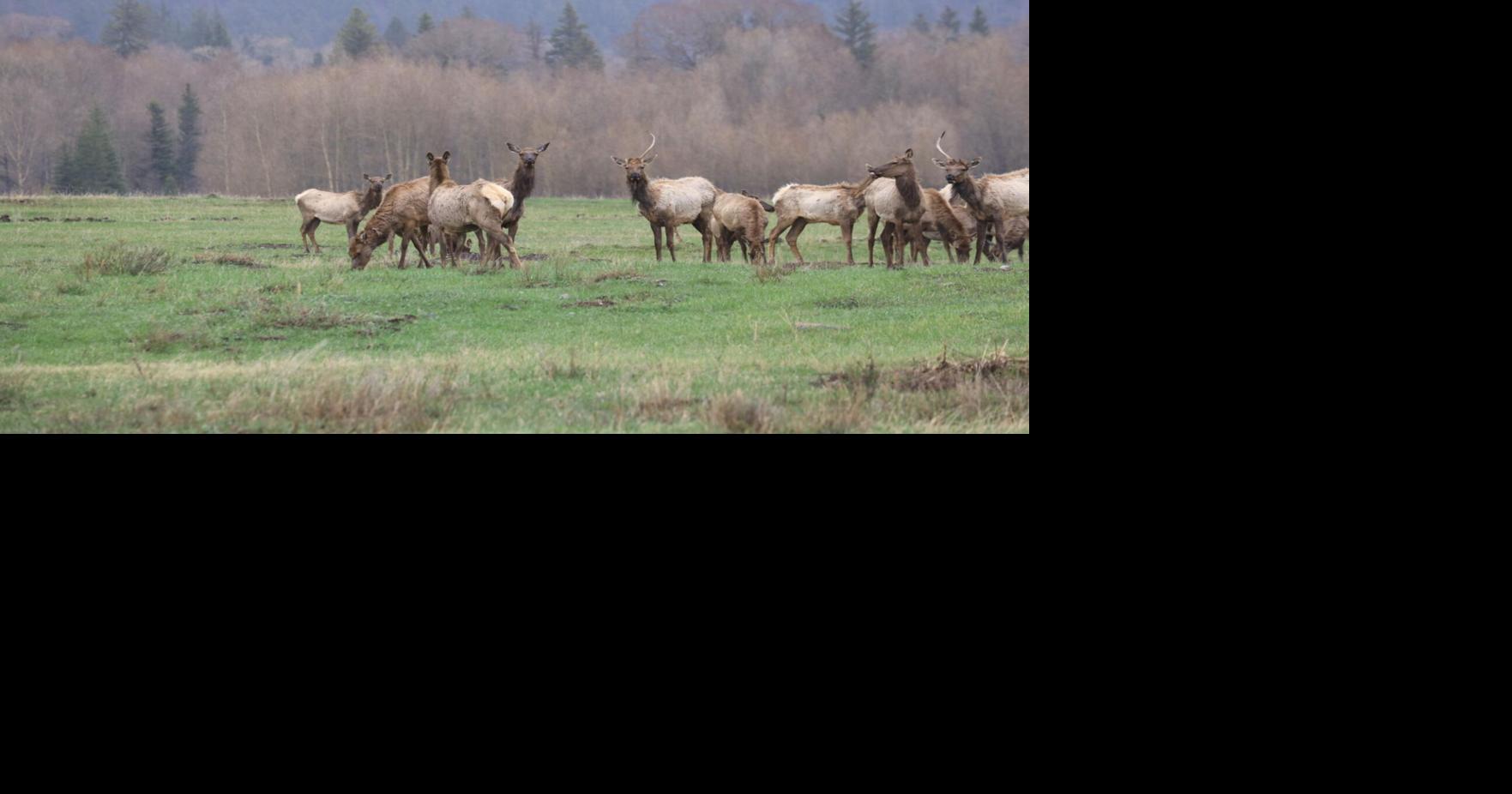 Animals on the move from 'winter range' | News | telluridenews.com