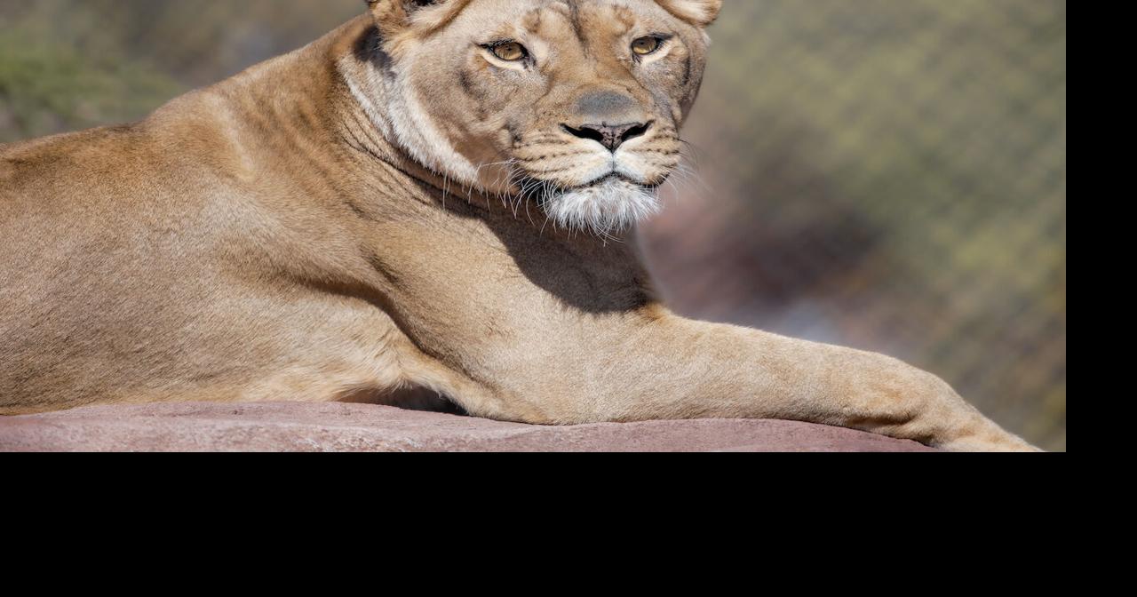 Phoenix Zoo opens ‘Predator Passage’ | Community | tempenews.com
