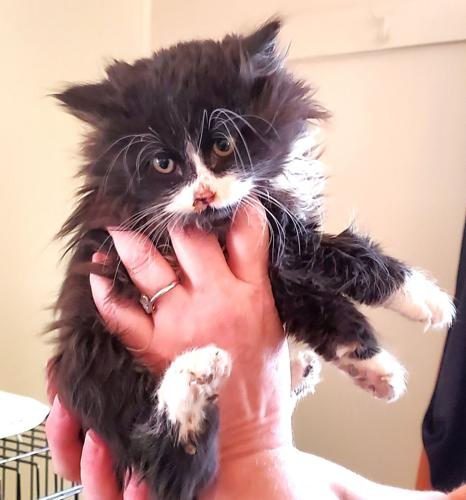 Prairie County board of health looks for solutions to feral cat ...
