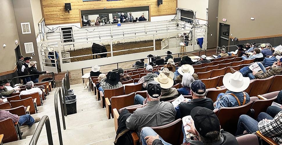 Montana Stockgrowers Association raising funds to fight grazing ...