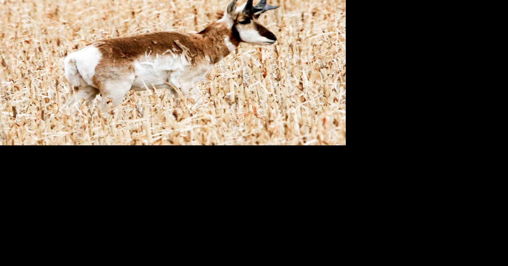 Montana Fish, Wildlife and Parks Region 7 antelope hunting district to ...