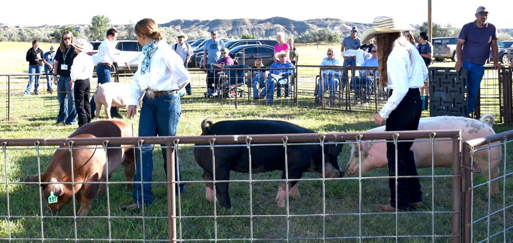 4-H Fair Results | Advertising | terrytribune.com