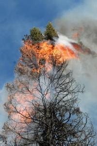 Red Creek fire lit Friday | News | tetonvalleynews.net