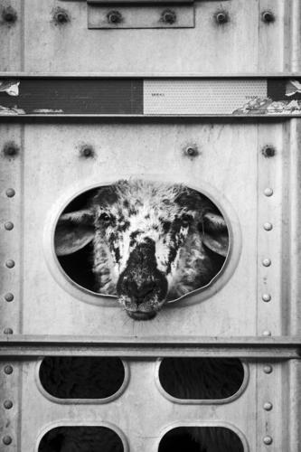 Shipping Siddoway Sheep | Photo Gallery | tetonvalleynews.net